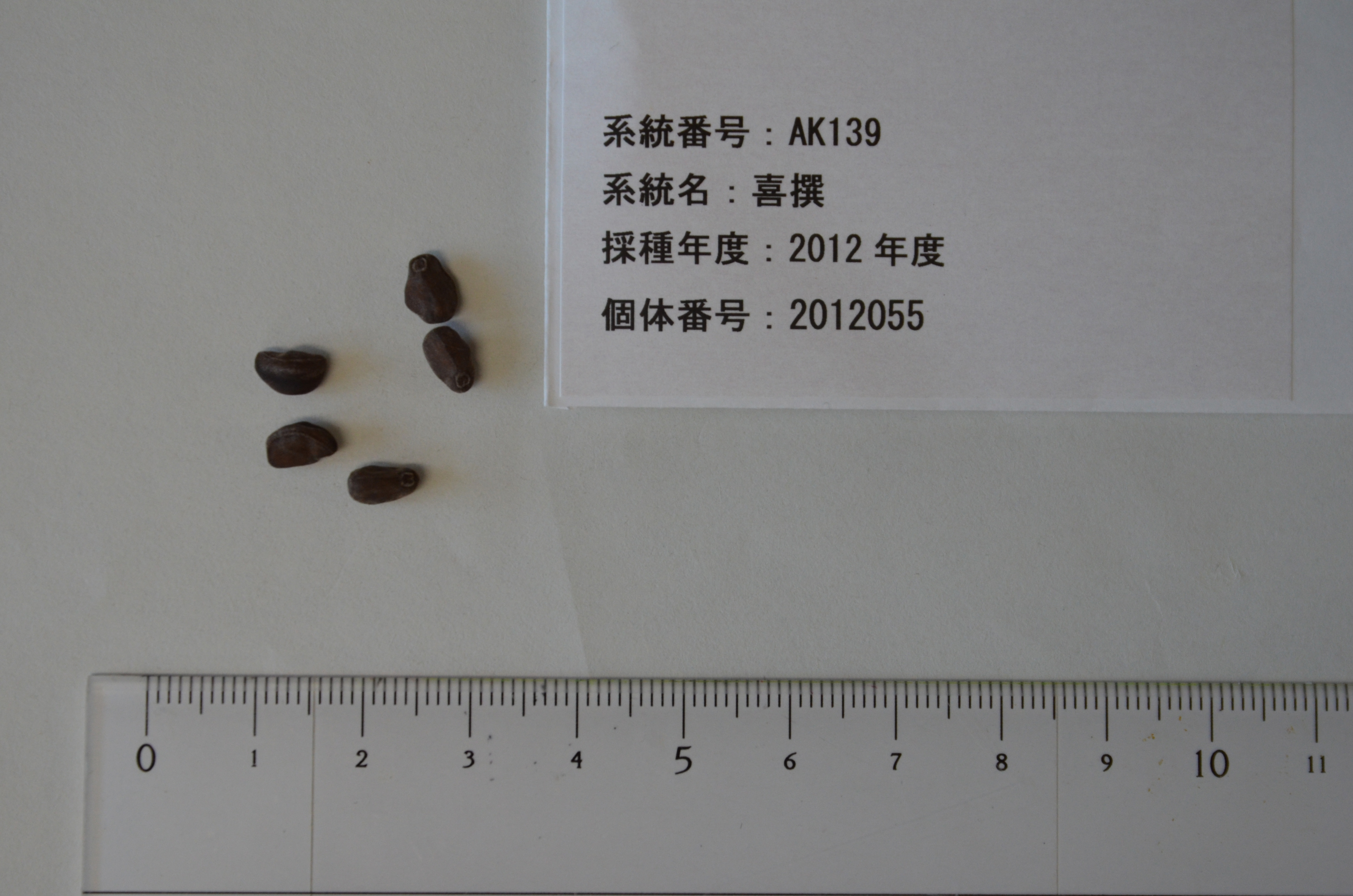 National BioResource Project (NBRP) Morning glory