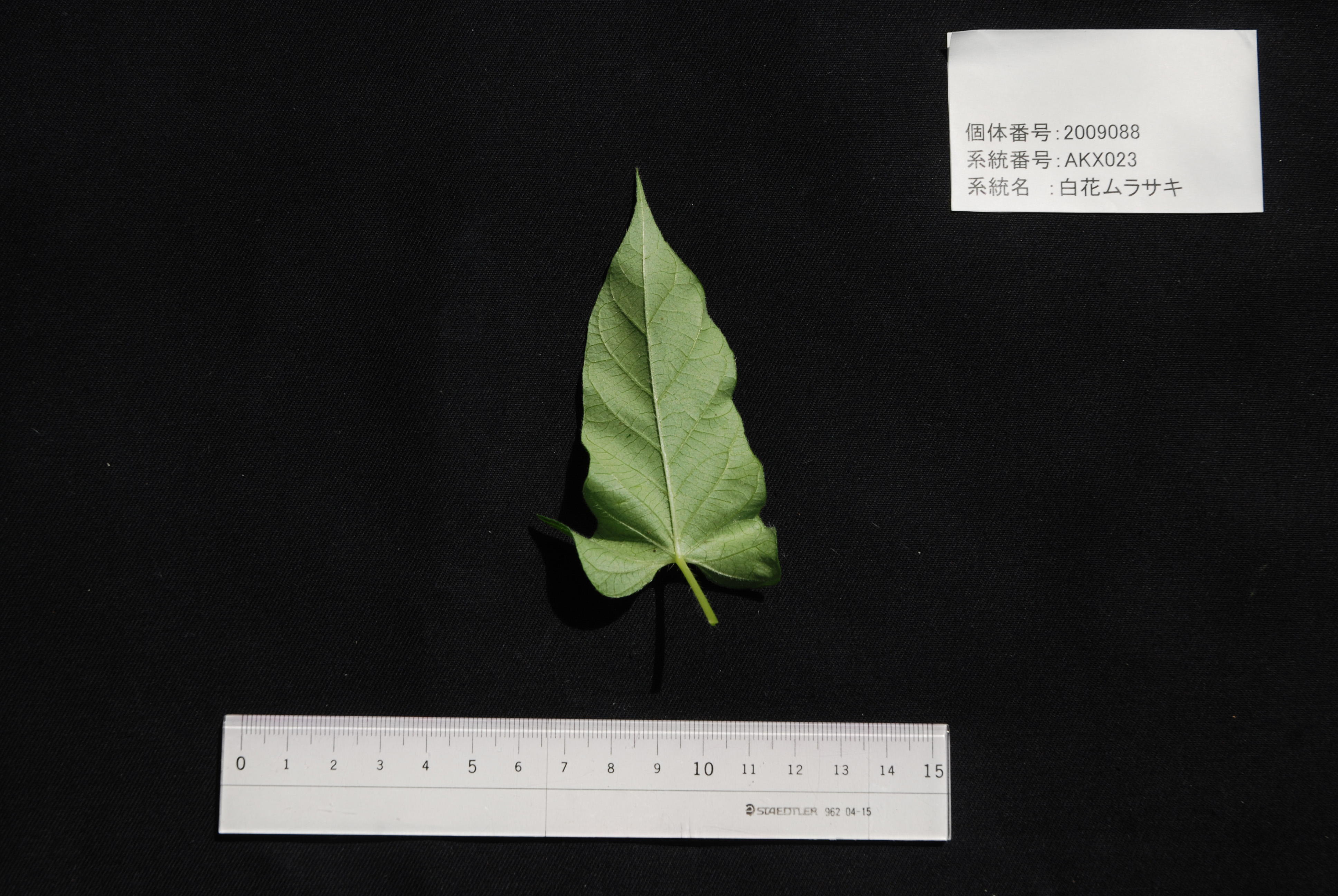National BioResource Project (NBRP) Morning glory