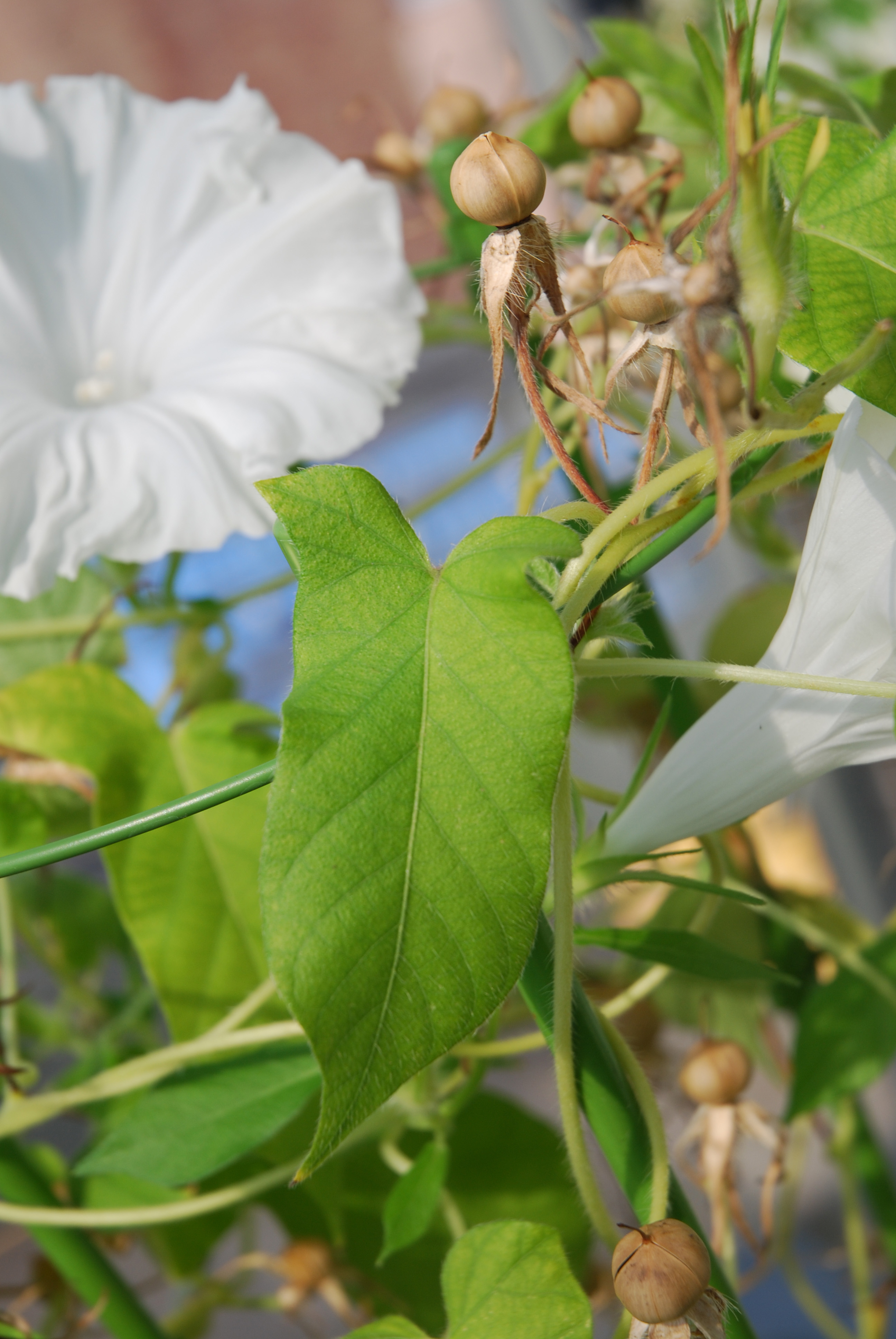 National BioResource Project (NBRP) Morning glory