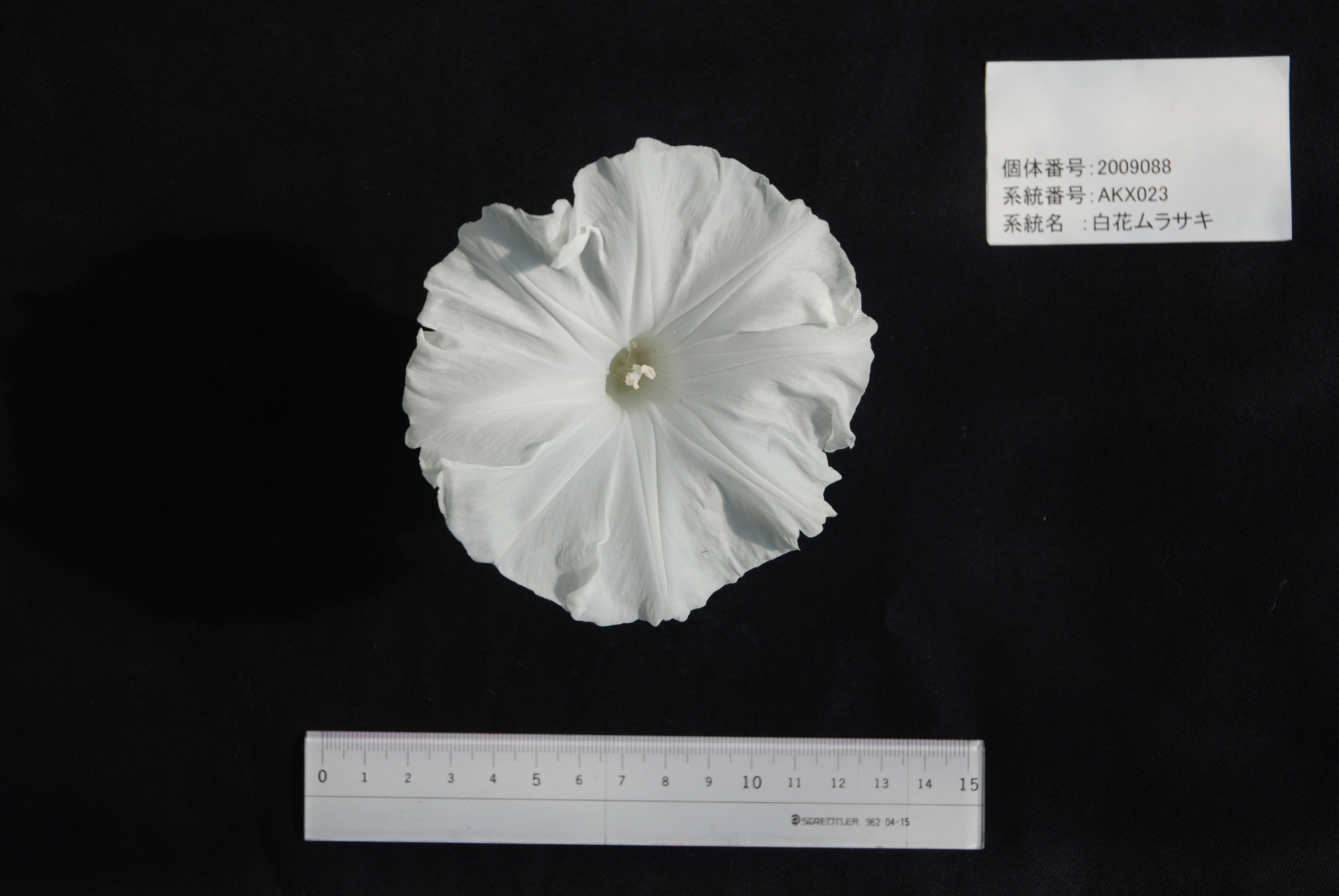 National BioResource Project (NBRP) Morning glory
