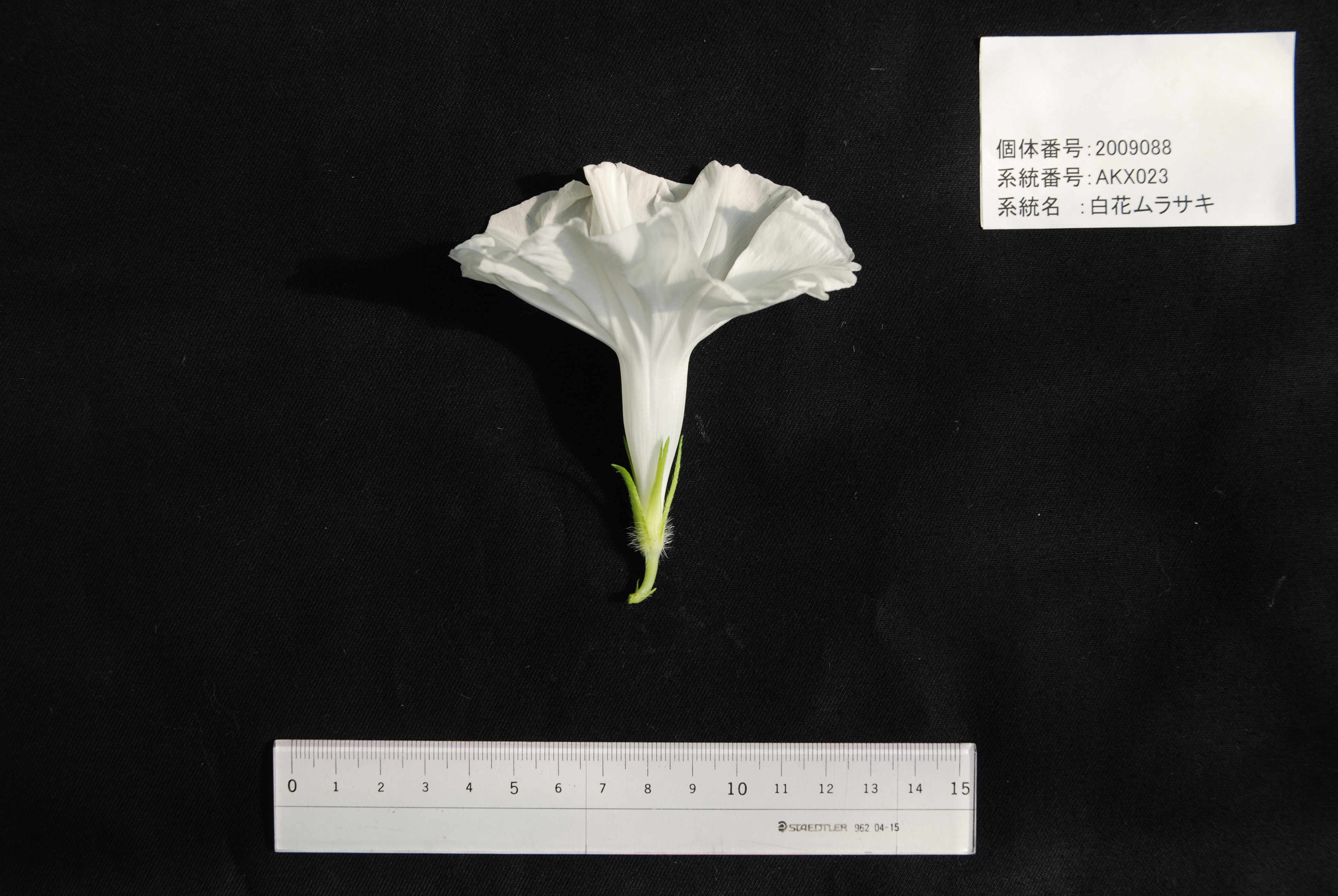 National BioResource Project (NBRP) Morning glory