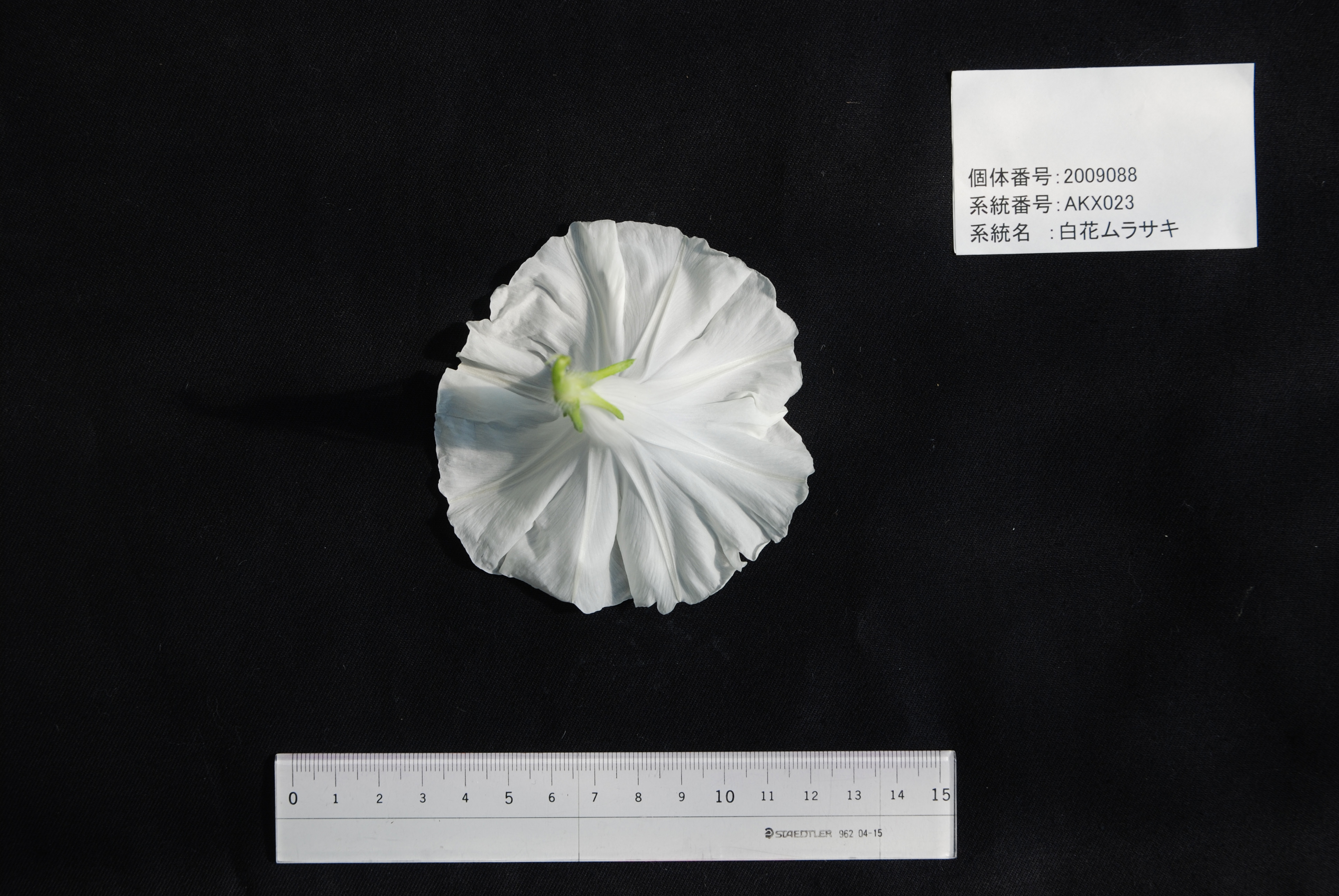 National BioResource Project (NBRP) Morning glory