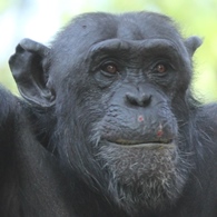 GAIN [Great Ape Information Network]