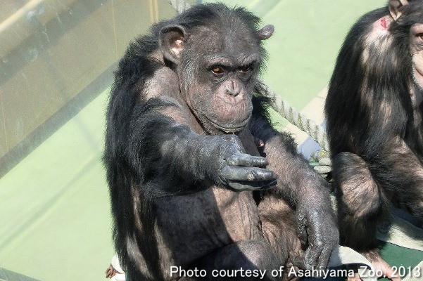 GAIN [Great Ape Information Network]