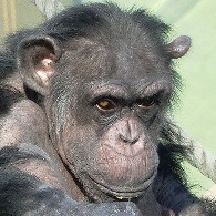 GAIN [Great Ape Information Network]