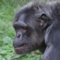 GAIN [Great Ape Information Network]