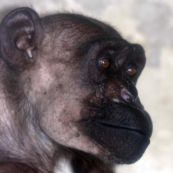 GAIN [Great Ape Information Network]