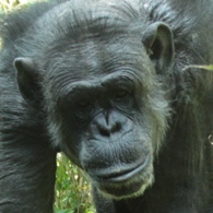 GAIN [Great Ape Information Network]