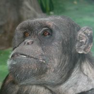 GAIN [Great Ape Information Network]