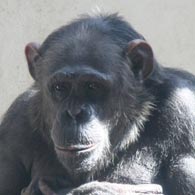 GAIN [Great Ape Information Network]