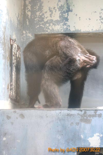 GAIN [Great Ape Information Network]