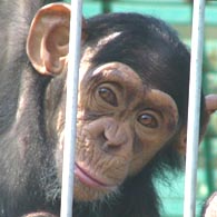 GAIN [Great Ape Information Network]