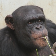 GAIN [Great Ape Information Network]