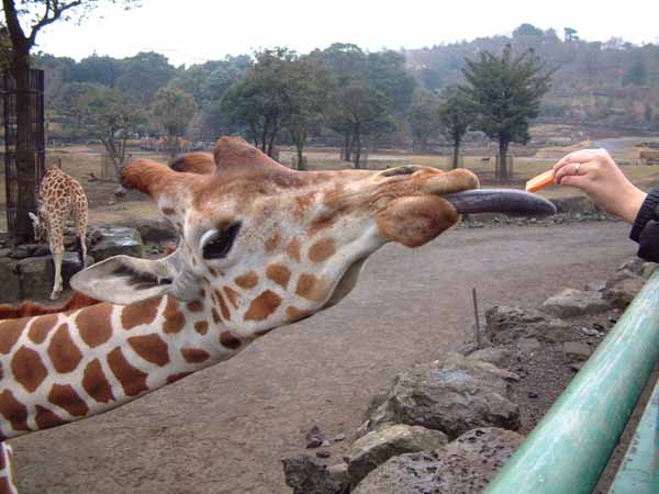 GAIN [Great Ape Information Network]