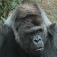 GAIN [Great Ape Information Network]