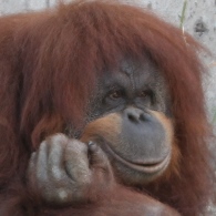 GAIN [Great Ape Information Network]