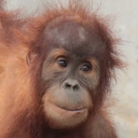 GAIN [Great Ape Information Network]