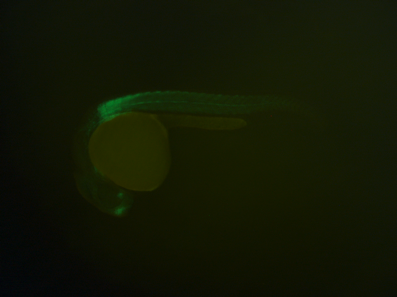 NBRP Zebrafish